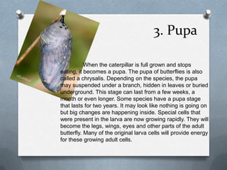 English language task about explanation text | PPT