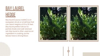 Reshape Your Garden with English Laurels | PPT