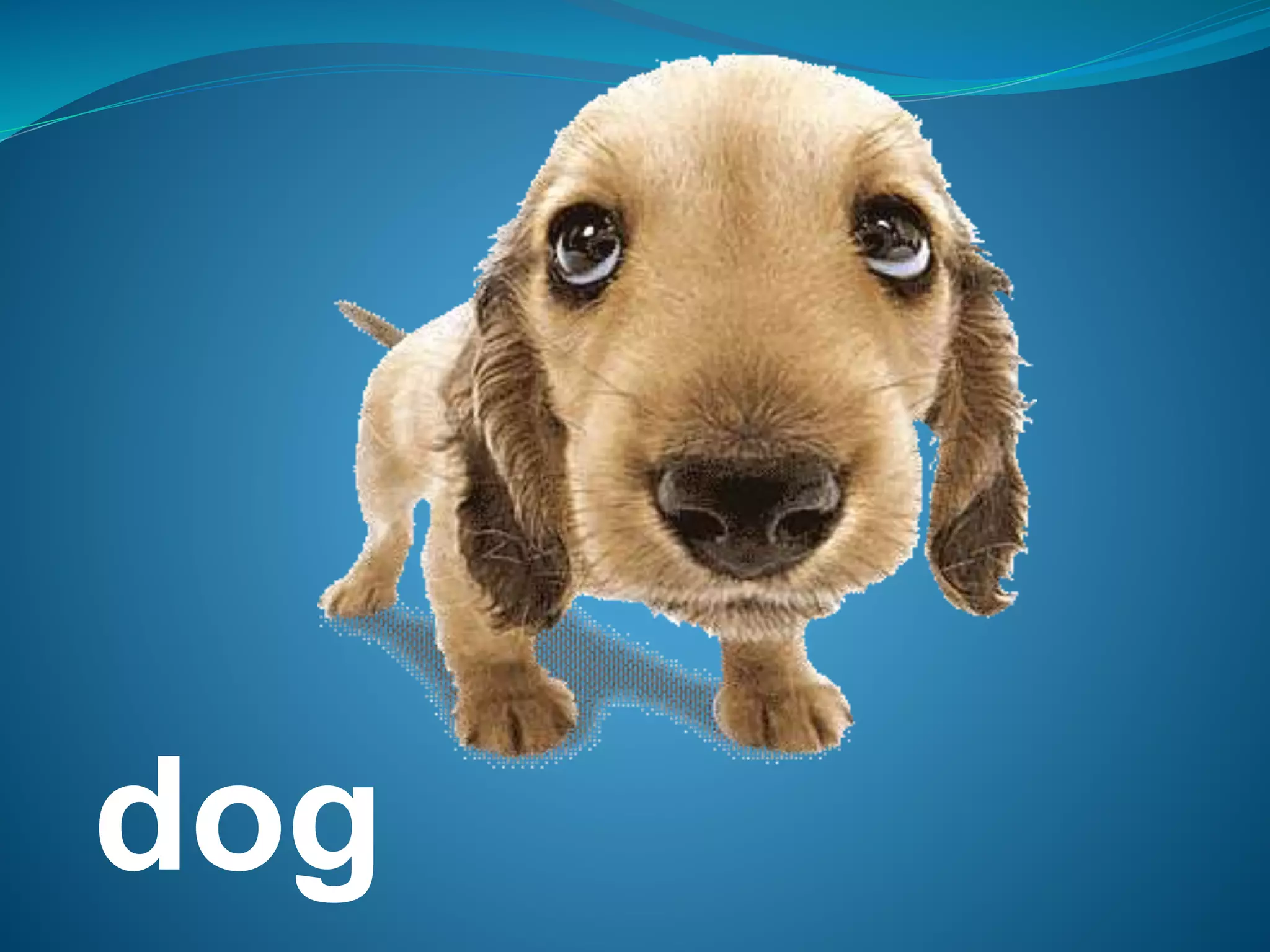 English lesson 2 animal sound | PPTX