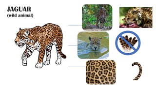 English Animals, dog, horse, shark, jaguar | PPTX