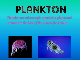 English ocean | PPTX