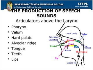 English Phonology, I Bim | PPT