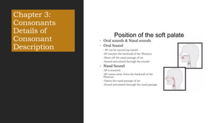 ENGLISH PHONOLOGY REPORT-ARTICULATORY PHONETICS AND CONSONANTS.pptx