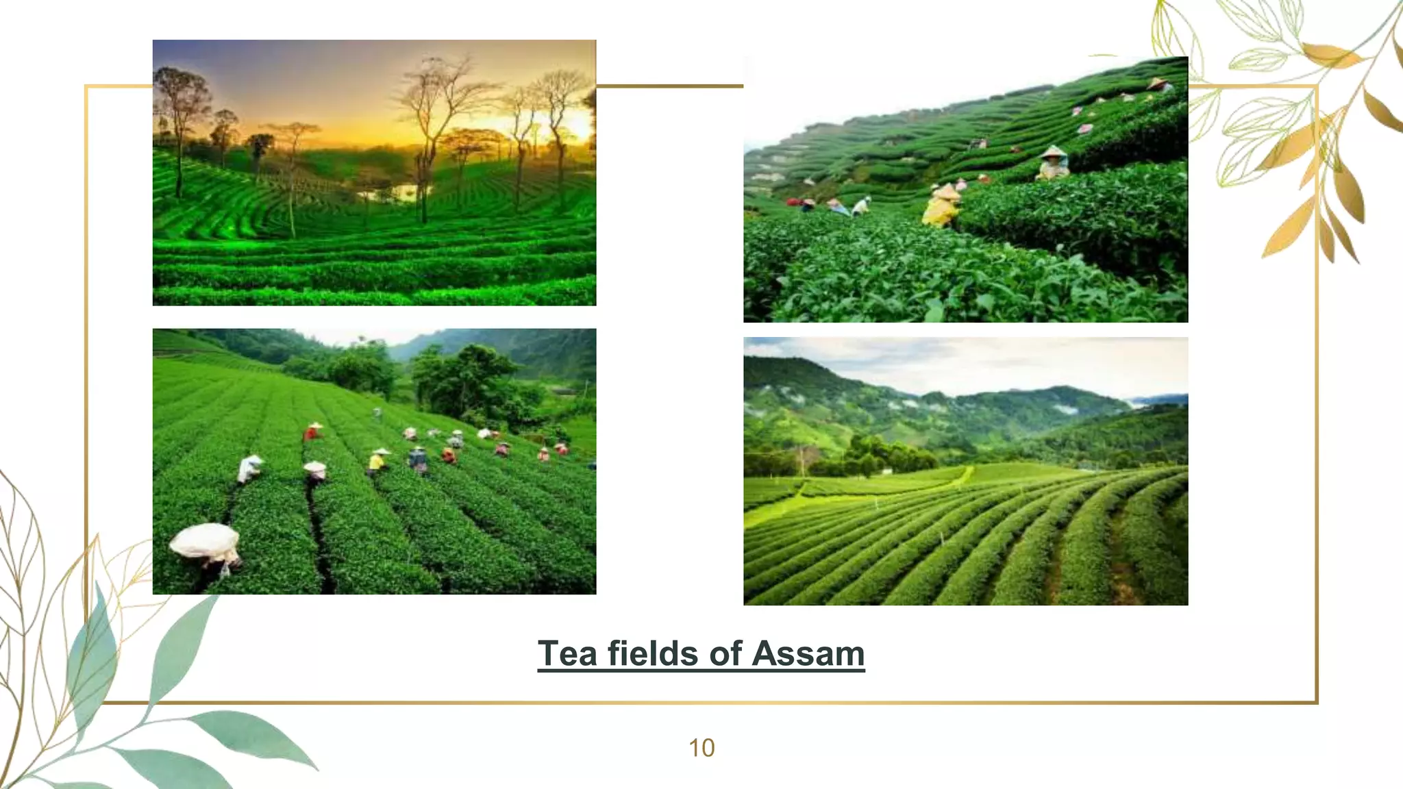 Tea From Assam | Glimpses Of India | CBSE Class 10 | English PPT | Pritam Priyambad Sahoo | PPTX