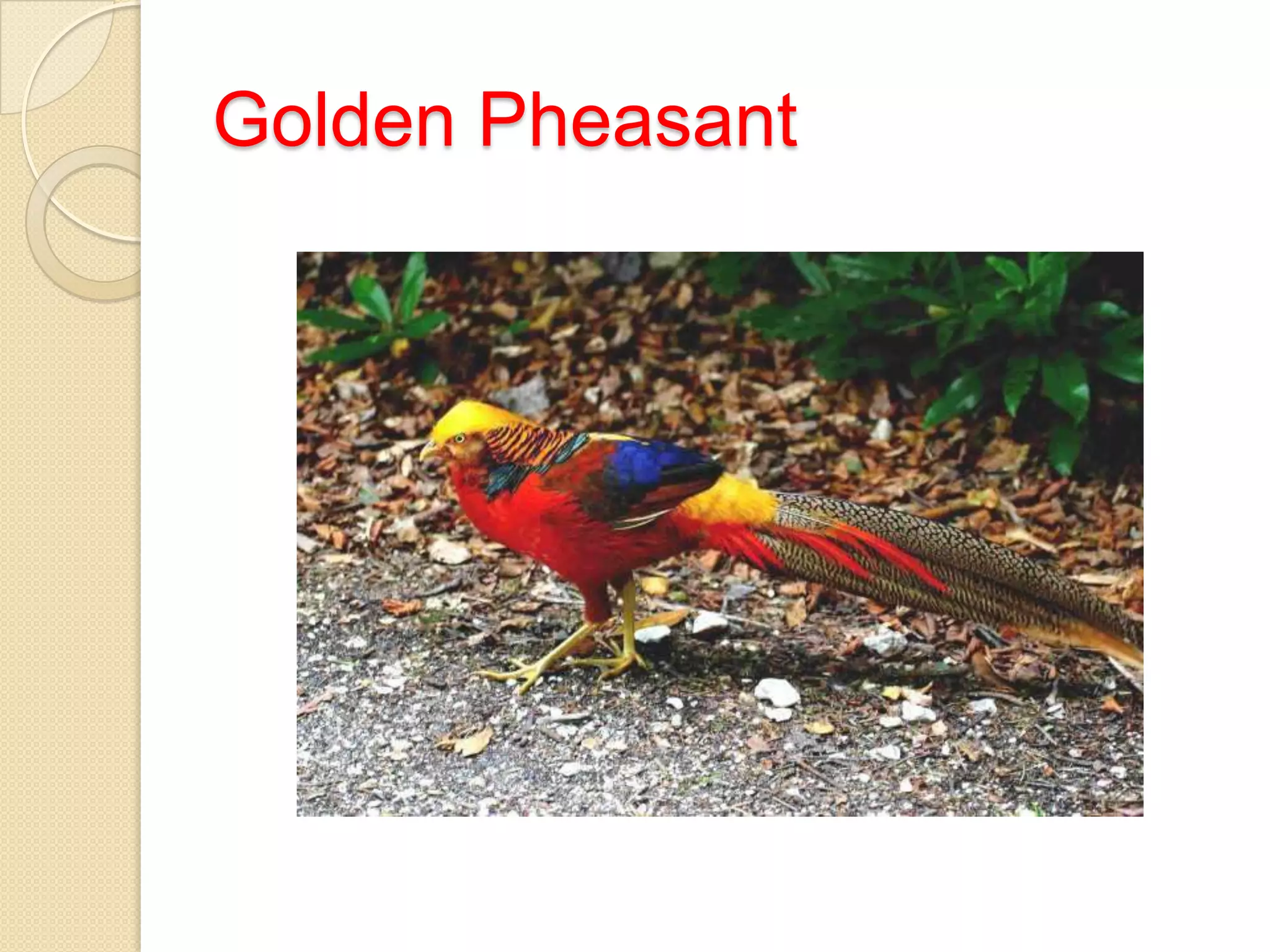 English project birds | PPTX | Birdwatching | Hobbies & Interests