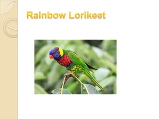 English project birds | PPTX | Birdwatching | Hobbies & Interests