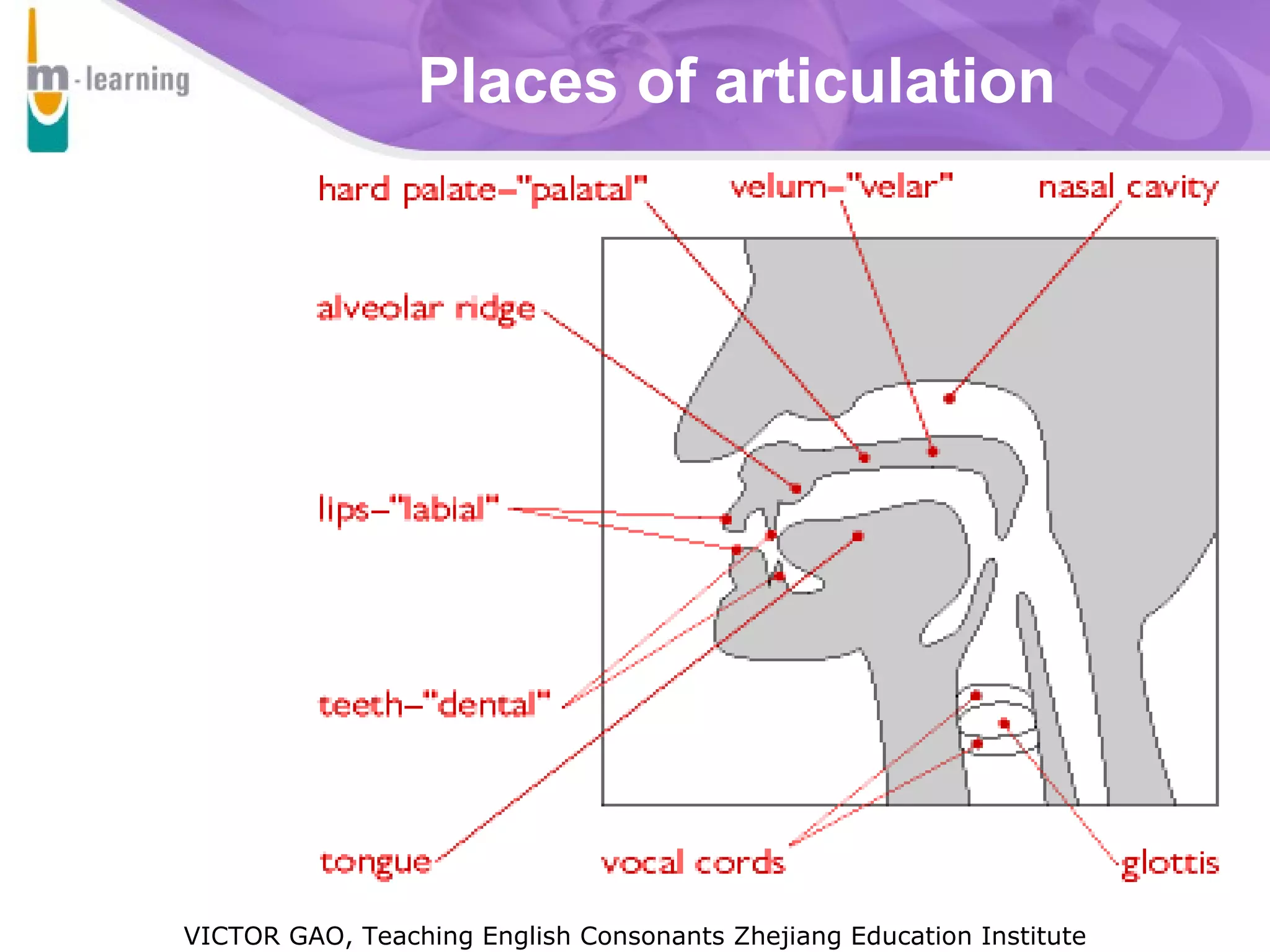 English Pronunciation Speech Organs | PPT
