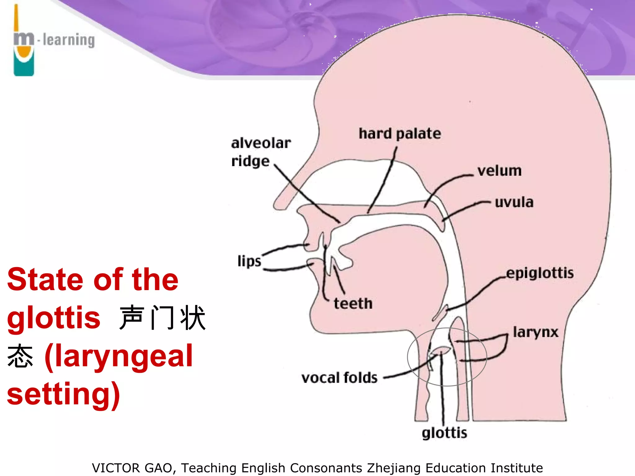 English Pronunciation Speech Organs | PPT