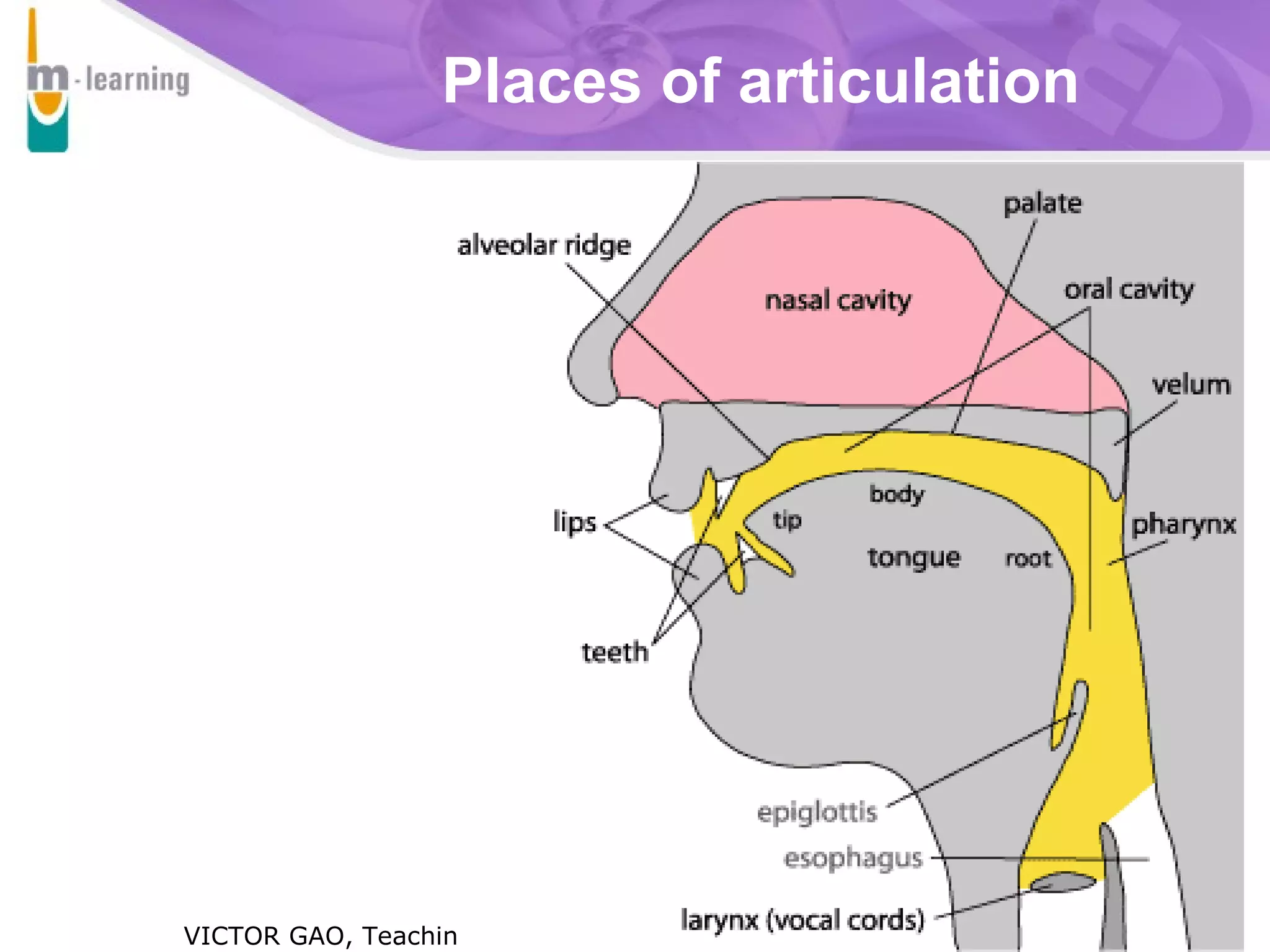 English Pronunciation Speech Organs | PPT