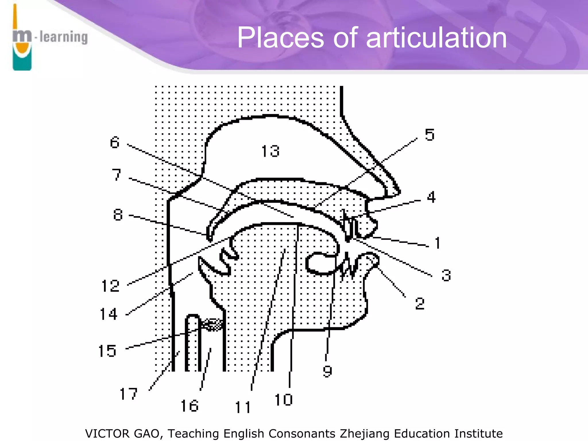 English Pronunciation Speech Organs | PPT