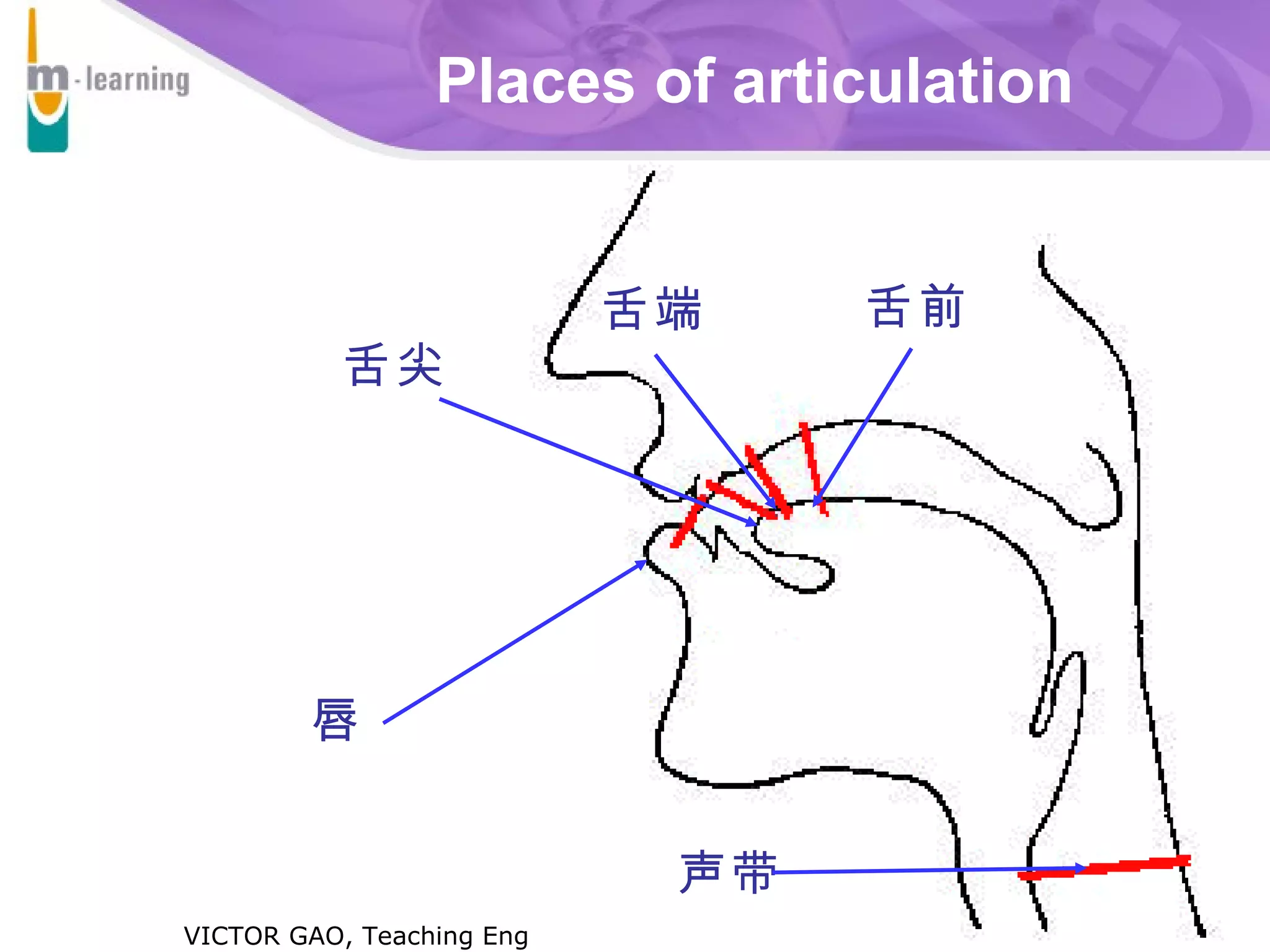 English Pronunciation Speech Organs | PPT