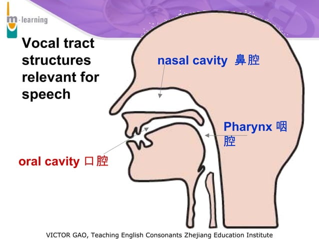 English Pronunciation Speech Organs | PPT | Ear, Nose and Throat ...