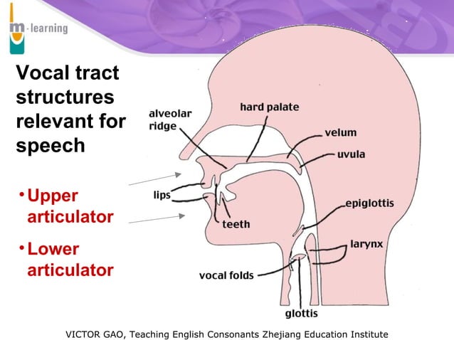 English Pronunciation Speech Organs | PPT | Ear, Nose and Throat ...