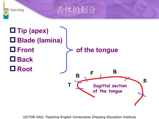 English Pronunciation Speech Organs | PPT | Ear, Nose and Throat ...