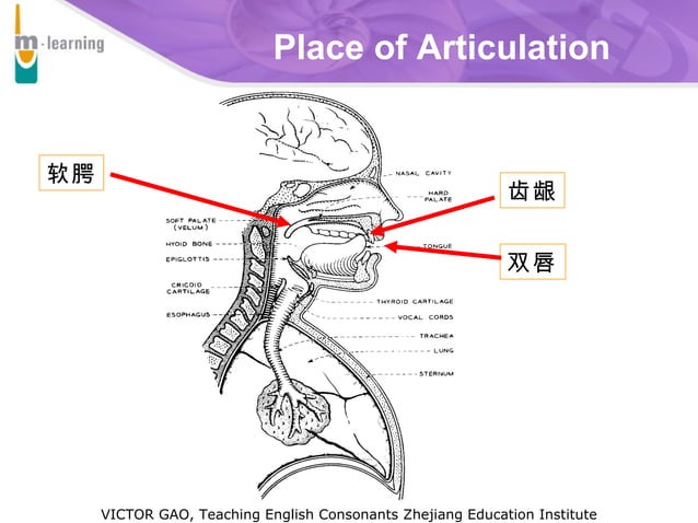 English Pronunciation Speech Organs | PPT | Ear, Nose and Throat ...