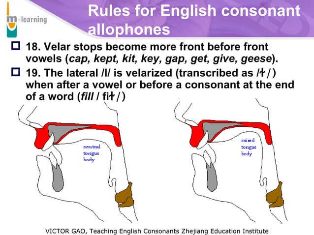 English Pronunciation Speech Organs | PPT | Ear, Nose and Throat ...