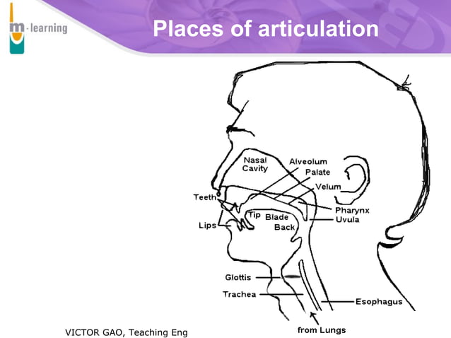 English Pronunciation Speech Organs | PPT | Ear, Nose and Throat ...