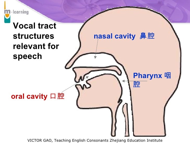 English Pronunciation Speech Organs