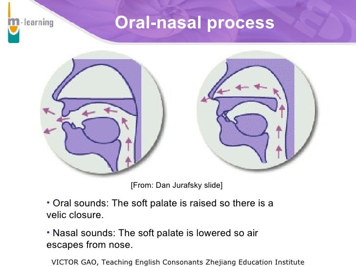 English Pronunciation Speech Organs