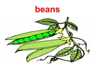 English world grandpa's shop | PPT