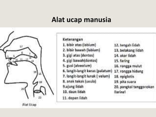 Eng_pert2.pptx