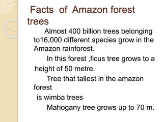 Amazon forest at america | PPTX