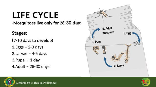 Enhanced 4S Strategy ON AKSYON BARANGAY KONTRA DENGUE | PPTX ...
