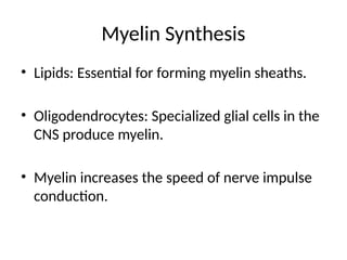 Enhanced_Metabolism_of_Nervous_System_Presentation.pptx