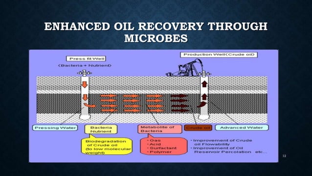 USE OF MICROBES IN OIL RECOV. | PPTX | Chemistry | Science