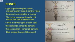 Enhanced s cone syndrome . features , pathophysiology | PPTX