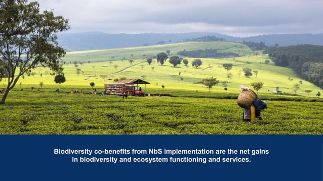 Enhancing biodiversity co-benefits from NbS implementation | PPT