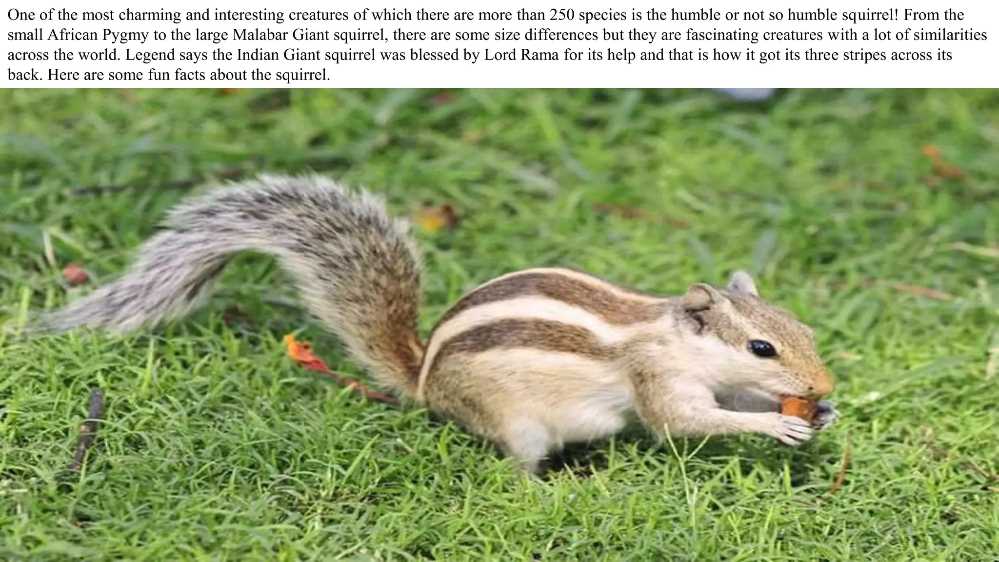 Enjoying The Amazing Squirrel In India.pptx