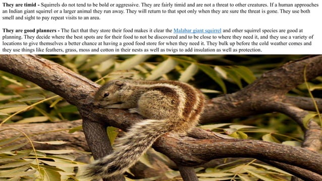 Enjoying The Amazing Squirrel In India.pptx