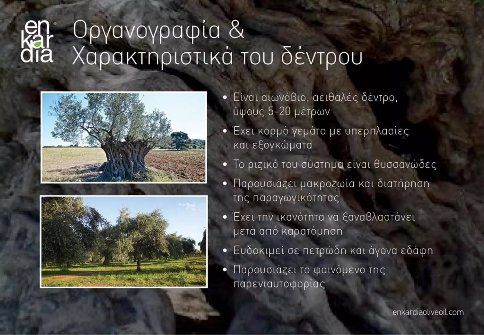 Εξαιρετικό παρθένο ελαιόλαδο: γνωρίζοντας τα οφέλη της καρδιάς της ...