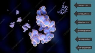 ENKEPHALIN PPT (final).. (2)-1.pdf