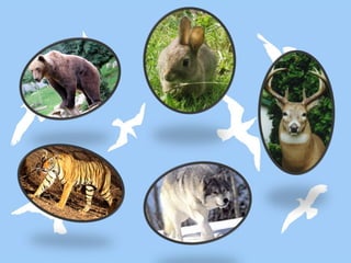 Enkhbold populyatse | PPT