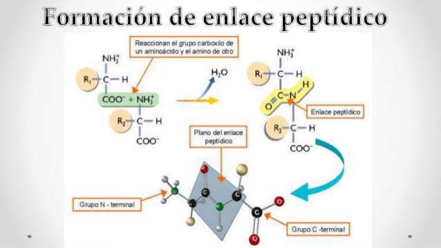 Enlace peptidico