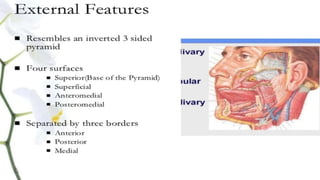 enlarged parotid swelling diagnosis and management.ppt