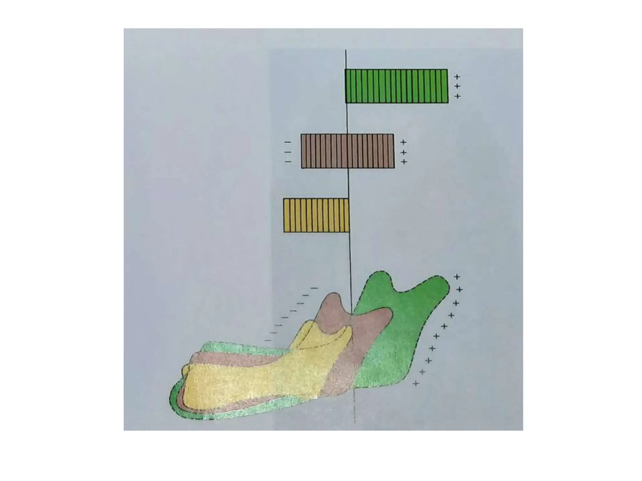 ENLOW’S ‘V’ & COUNTERPART PRINCIPLE by Dr. Sourabh Dutta.pptx