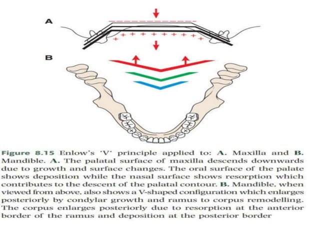 ENLOW’S ‘V’ & COUNTERPART PRINCIPLE by Dr. Sourabh Dutta.pptx