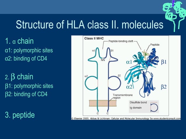 HLA and antigen presentation | PPT | Chemistry | Science