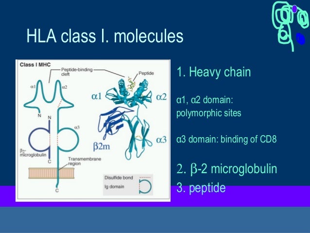HLA and antigen presentation