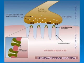 repetitive nerve stimulation | PPT