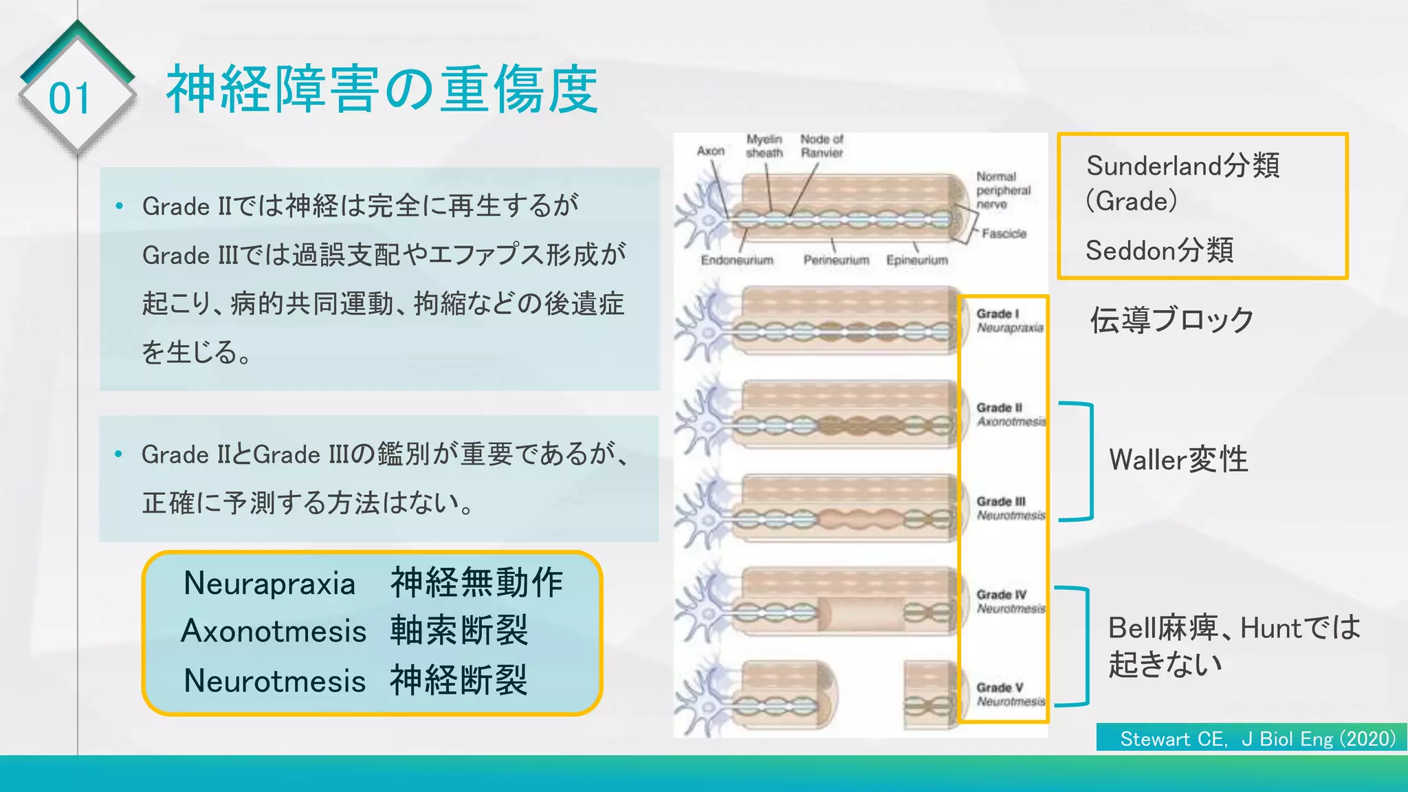 顔面神経麻痺の検査とENoGの基礎 | PPTX