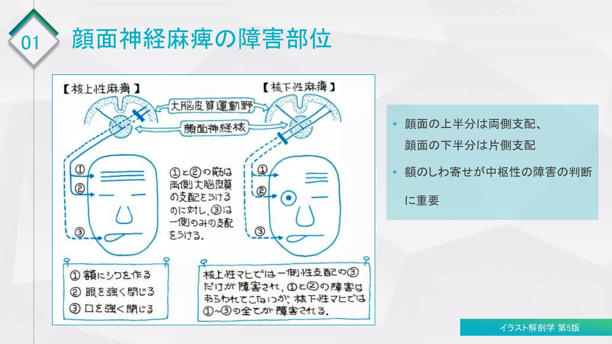 顔面神経麻痺の検査とENoGの基礎 | PPTX