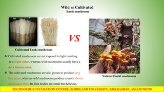 Enoki Mushroom and Its Cultivation | PPTX