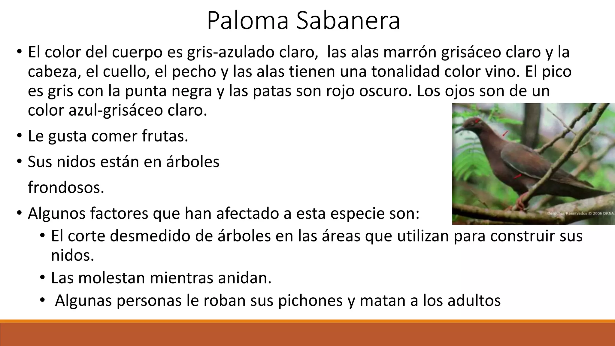 En peligro de extinción de pr | PPTX