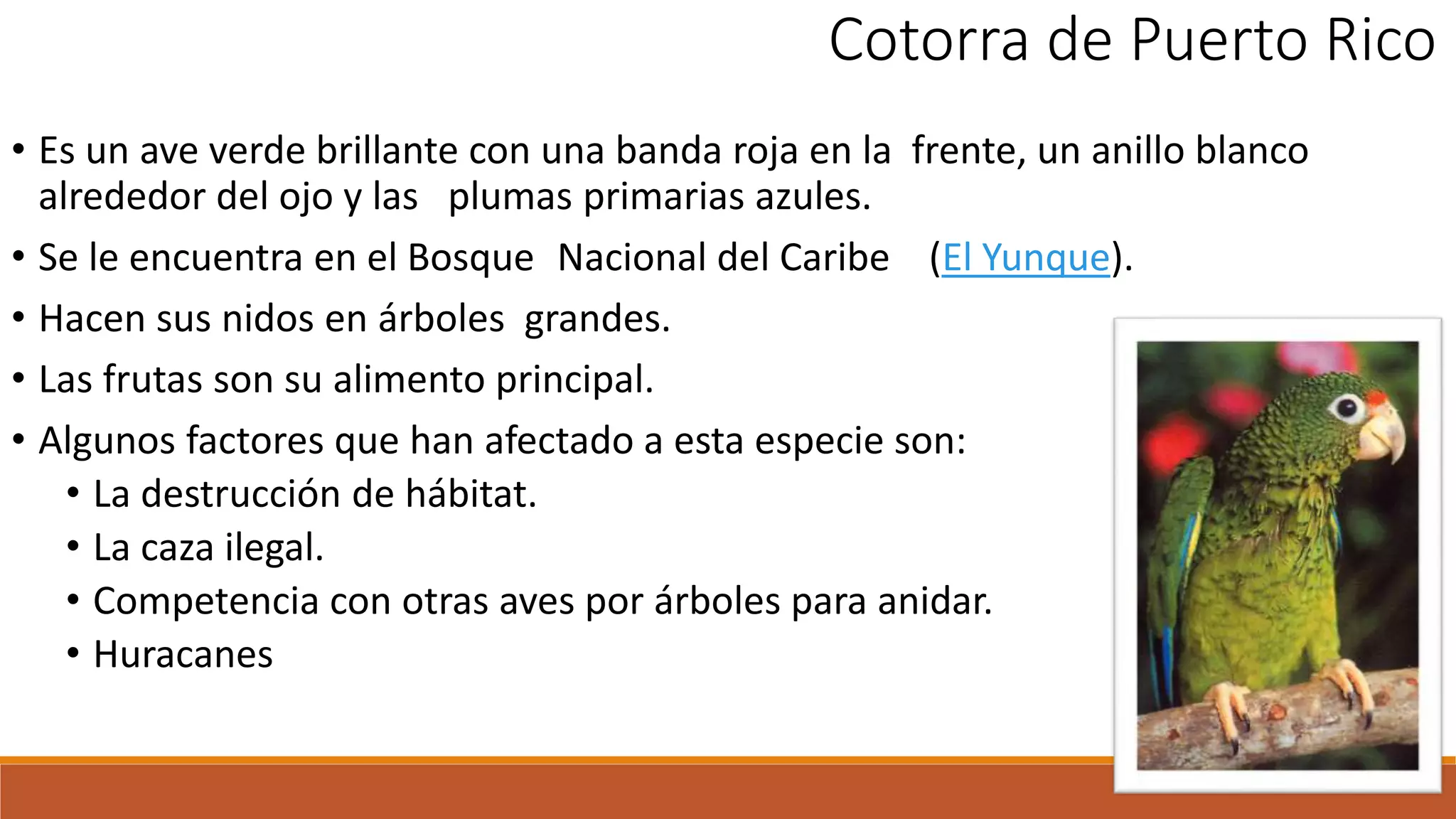 En peligro de extinción de pr | PPTX