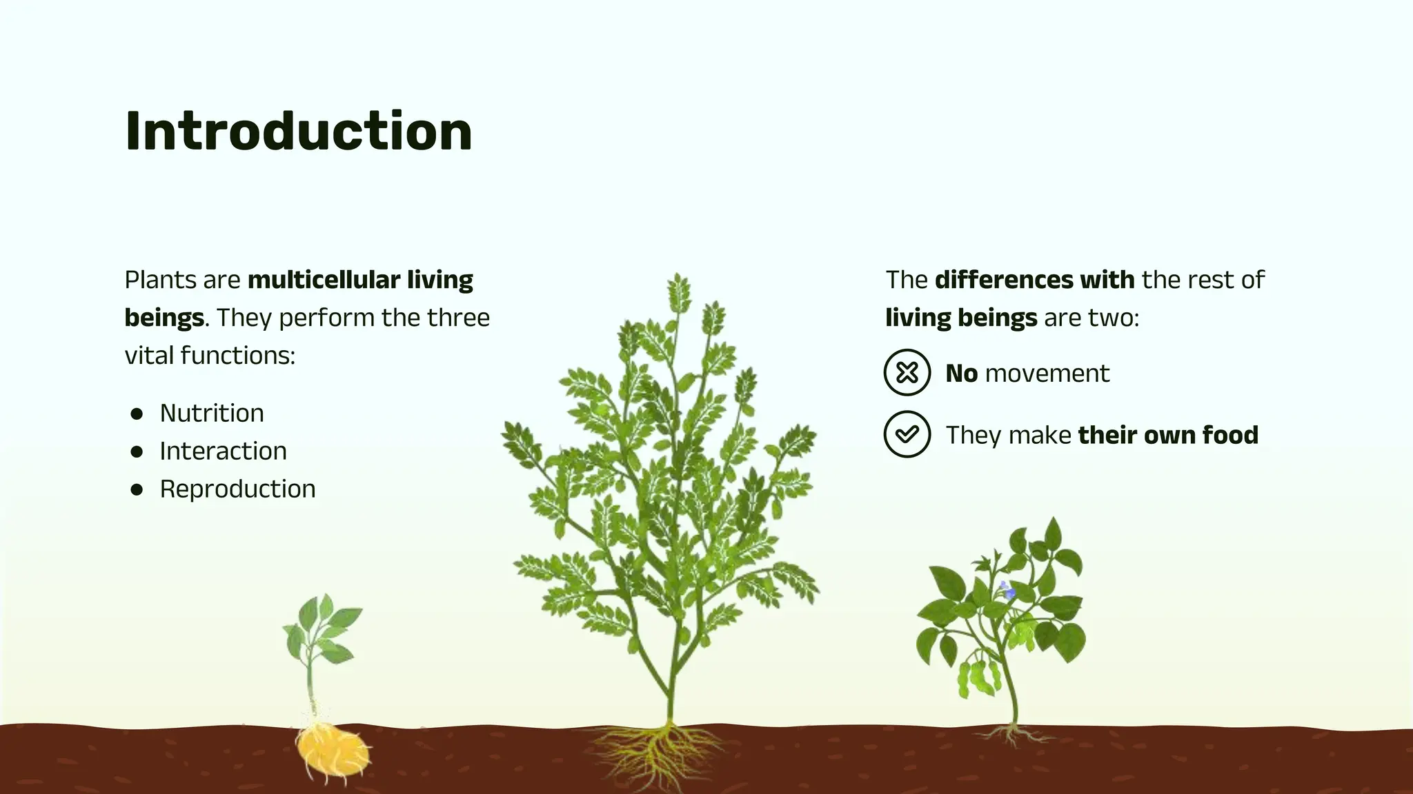 EN Plants_ Nutrition, Photosynthesis and Respiration by Slidesgo.pptx ...