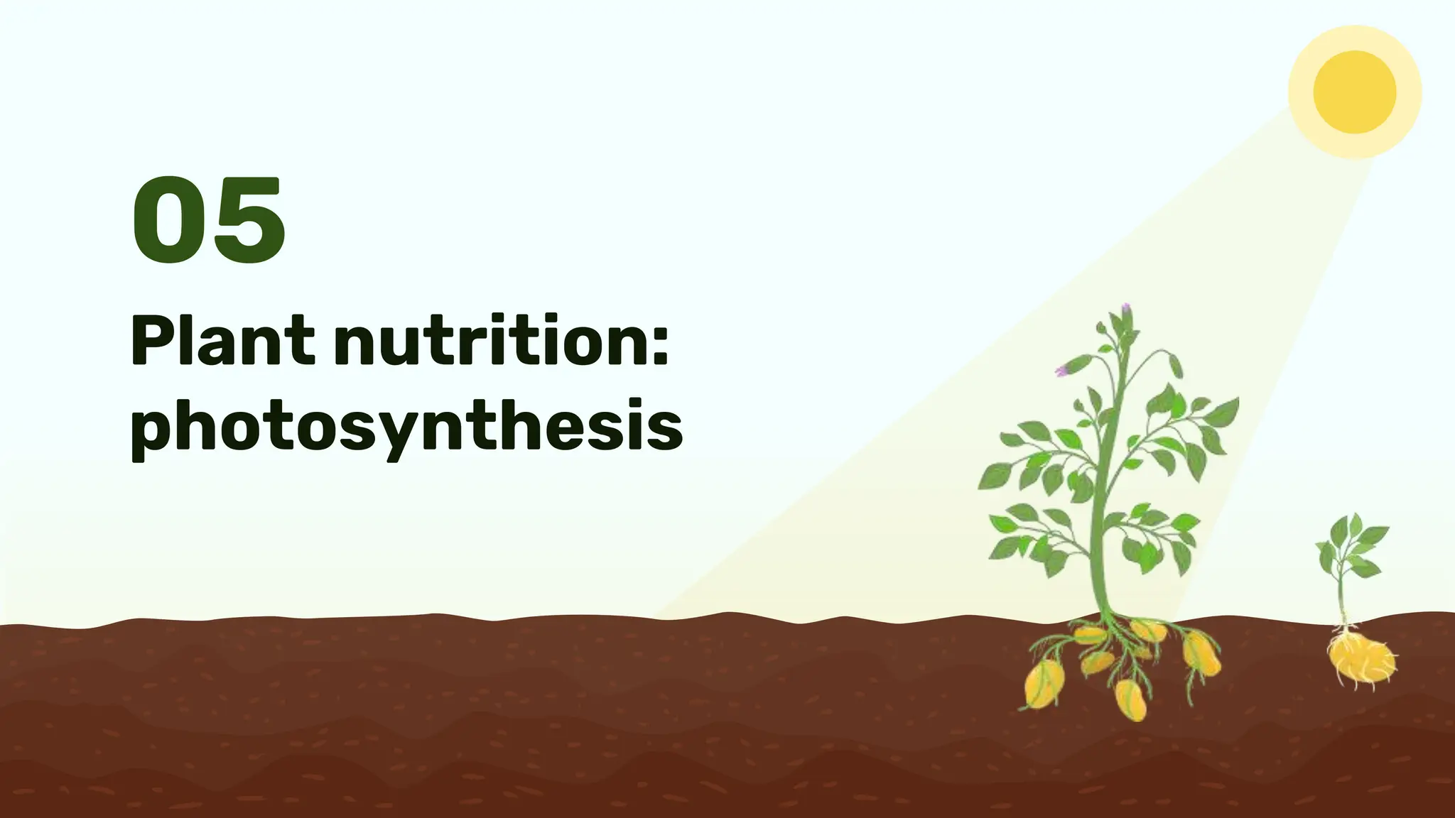 EN Plants_ Nutrition, Photosynthesis and Respiration by Slidesgo.pptx